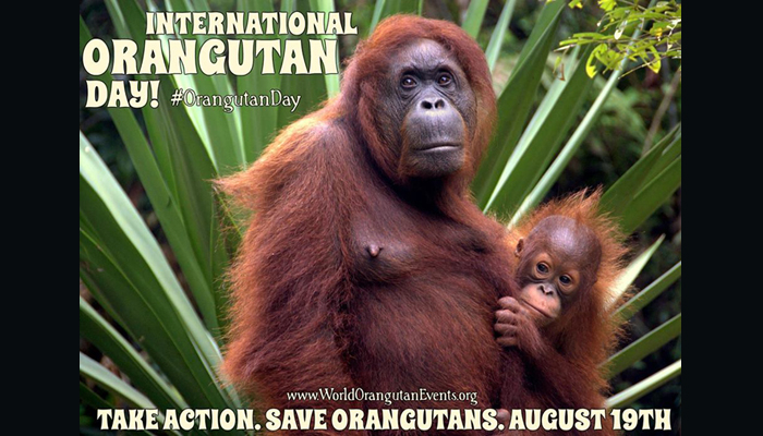 International Orangutan Day - Orangutan Outreach
