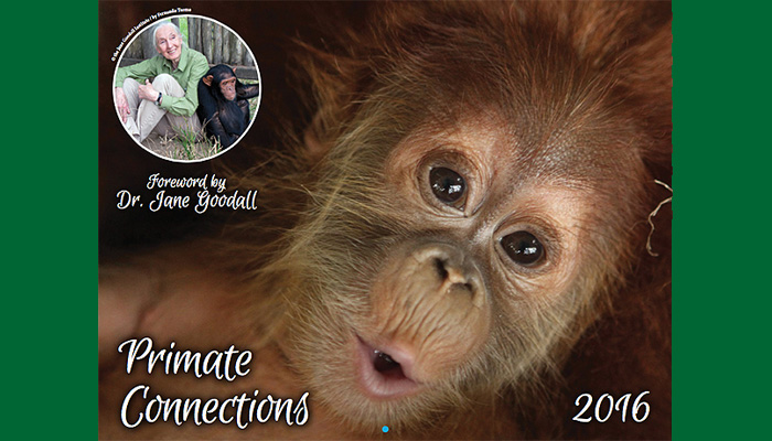 OO-Primate-Connections-2016-700x400hp