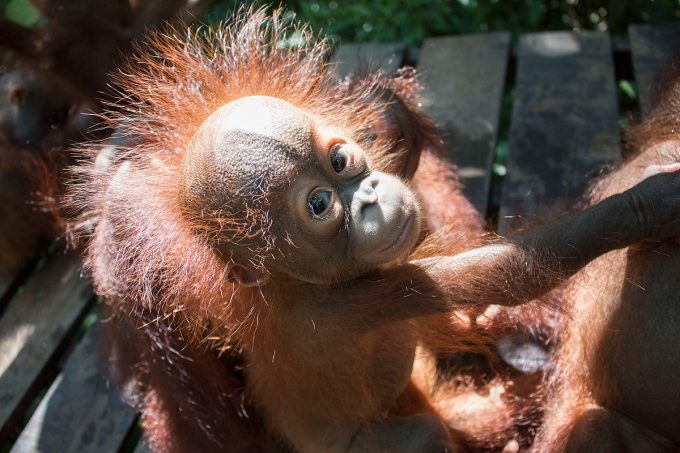 Gatot - Orangutan Outreach