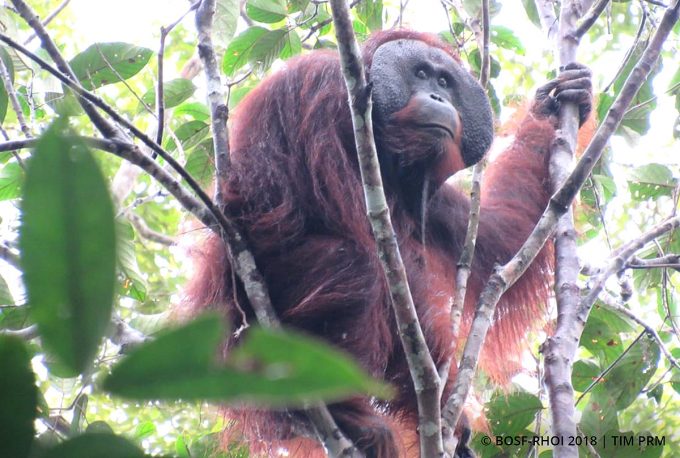 BOS Samboja: Love in the Canopy - Orangutan Outreach