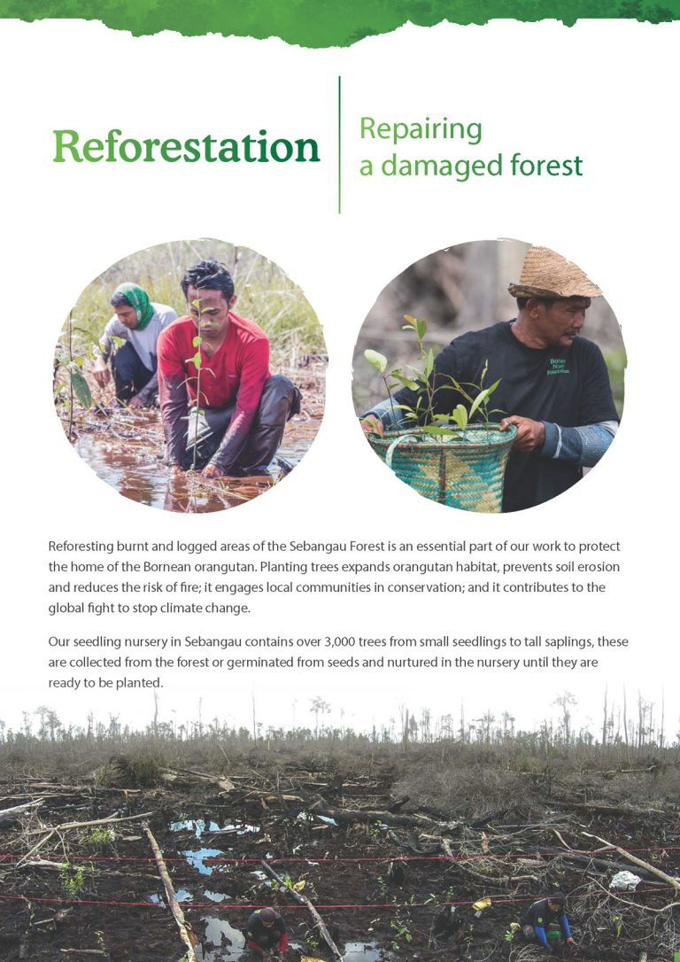 Borneo Nature Foundation: Reforestation Program - Orangutan Outreach