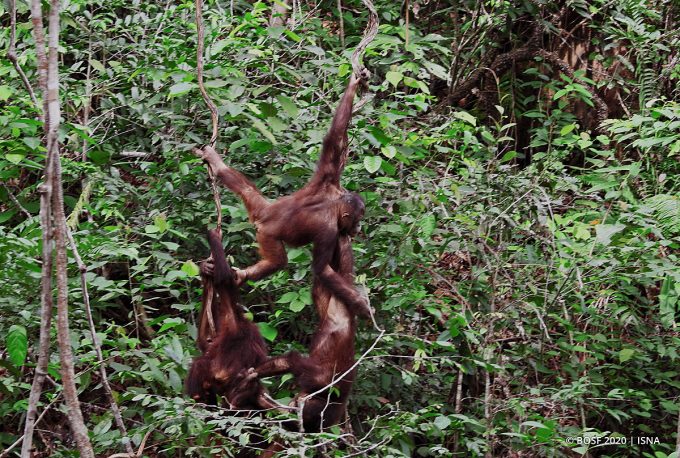 BOS Samboja Lestari: New Year, New Class! - Orangutan Outreach