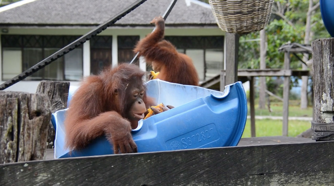 New Video: Afternoon Playtime - Orangutan Outreach