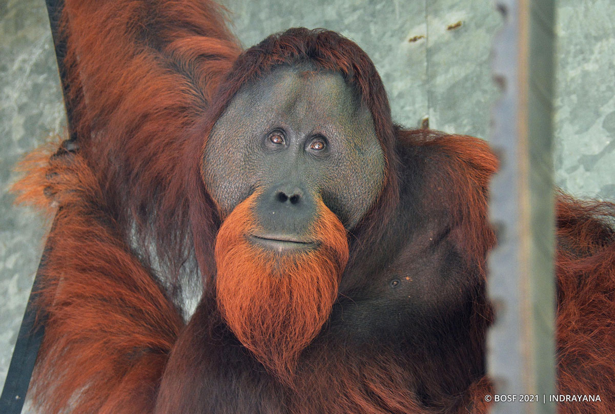 BOSF: Release Candidate Profiles for the 1st Orangutan Release of 2021 ...