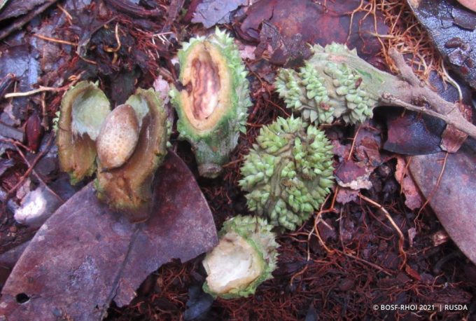 BOS Samboja: Hungry for More Favorite Orangutan Fruit - Orangutan Outreach