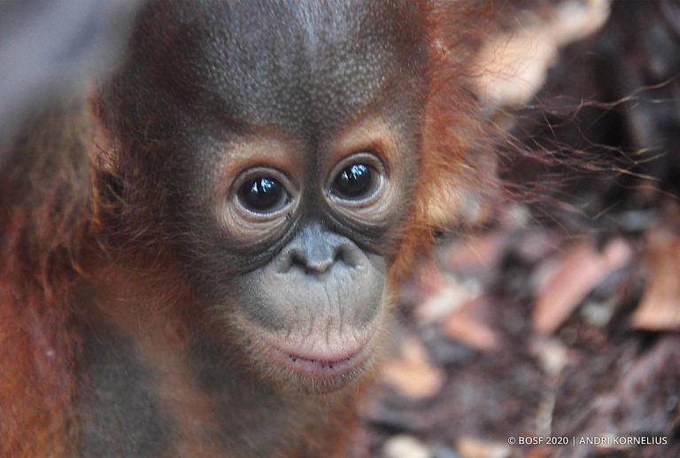 Monyo - Orangutan Outreach