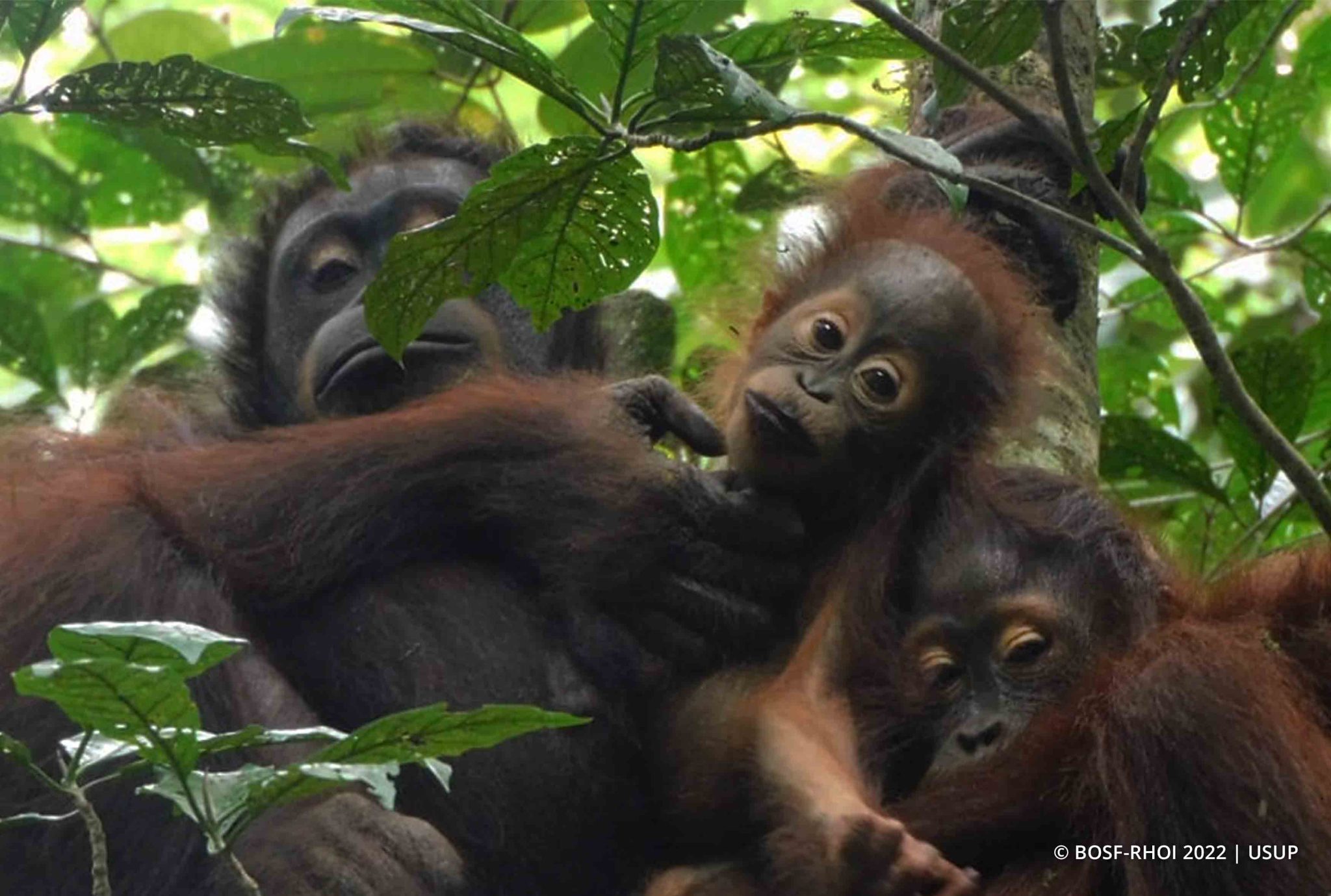 Signe’s Unique Family Dynamic - Orangutan Outreach