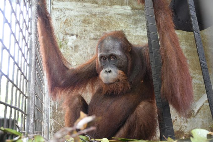 Video: BOS Foundation to Release 500th Orangutan Back to the Wild ...