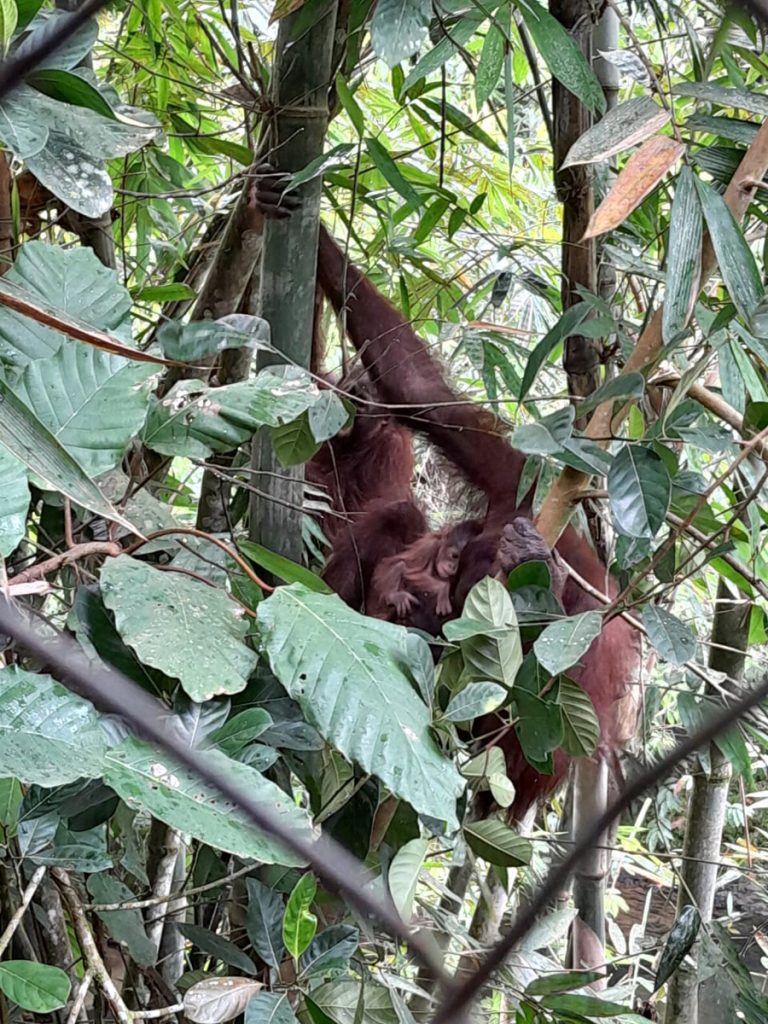 New Baby Alert! - Orangutan Outreach