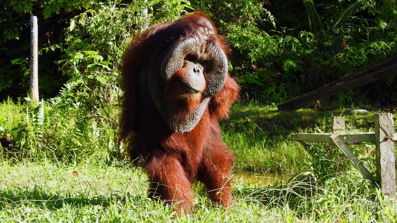 Video: King Kopral - Orangutan Outreach