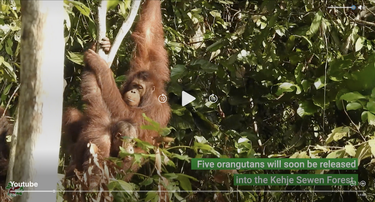 VIDEO: Meet the 5 Lucky Orangutans BOSF is Releasing Back to the Wild ...