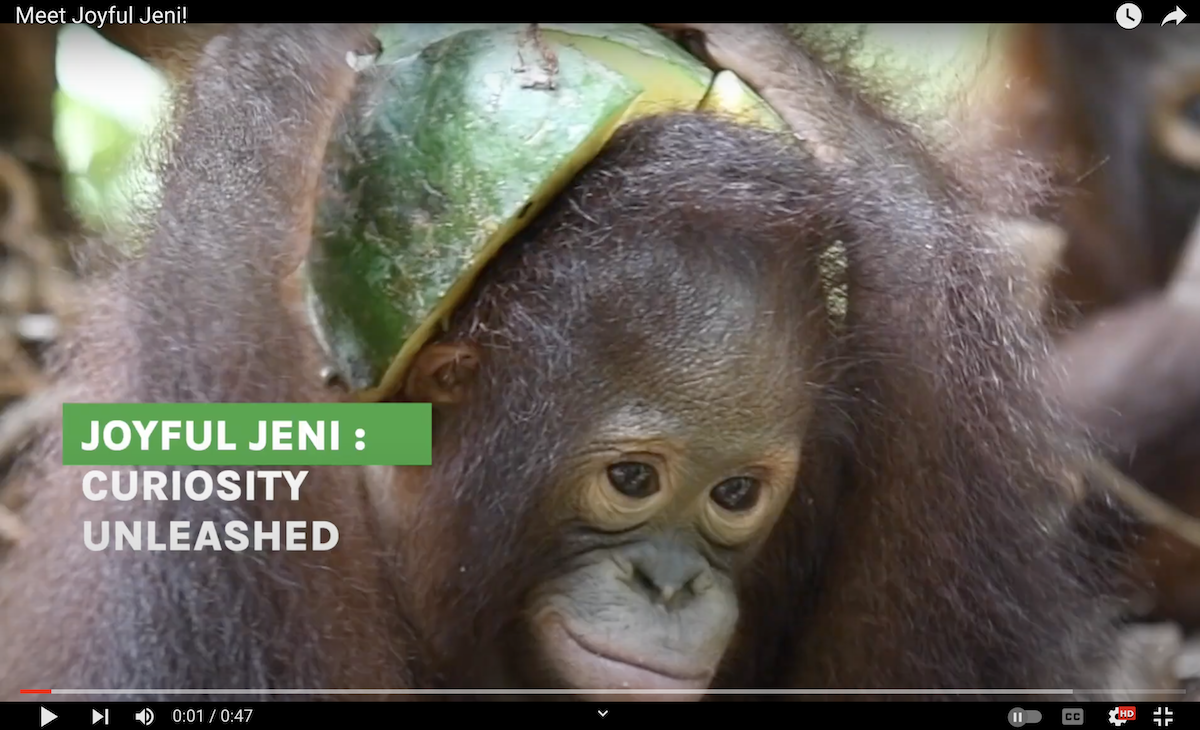 Video: Meet Joyful Jeni! - Orangutan Outreach