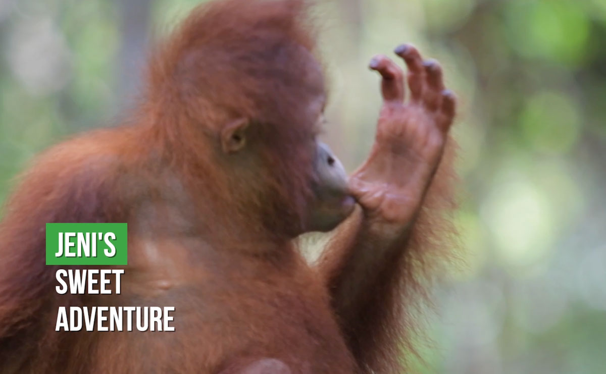 Video: Baby Jeni's Sweet Adventure - Orangutan Outreach
