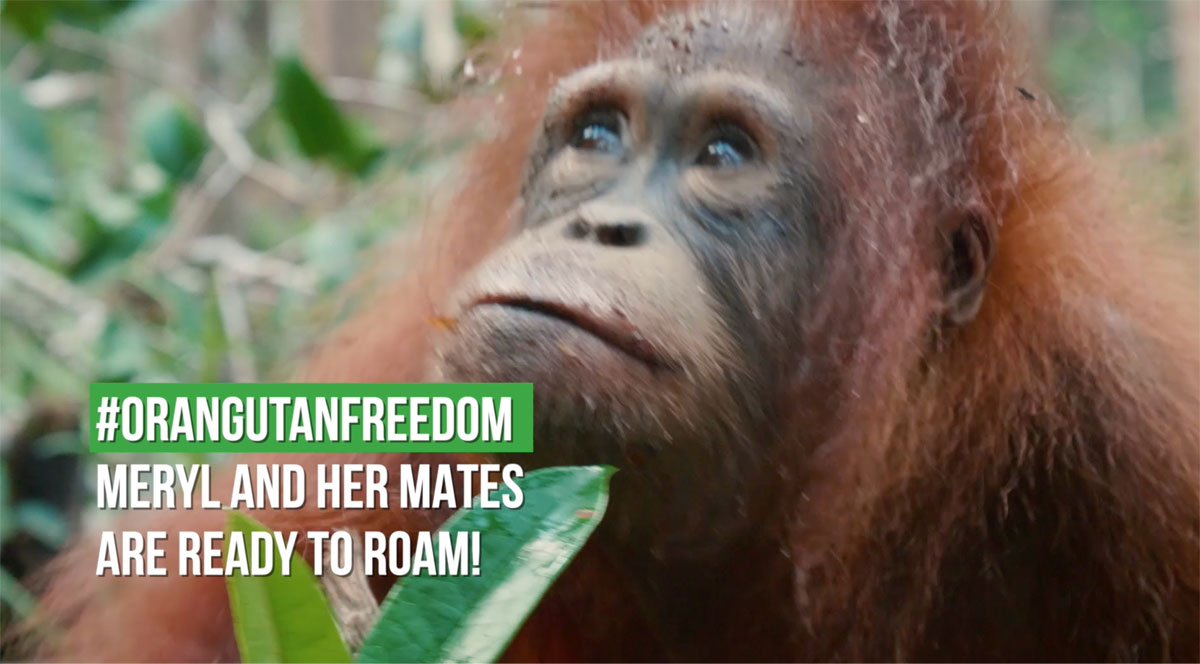 Video: Meryl and her Mates are Ready to Roam Free! - Orangutan Outreach