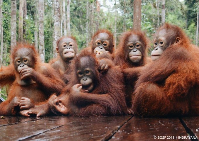 Why We Do This - Orangutan Outreach