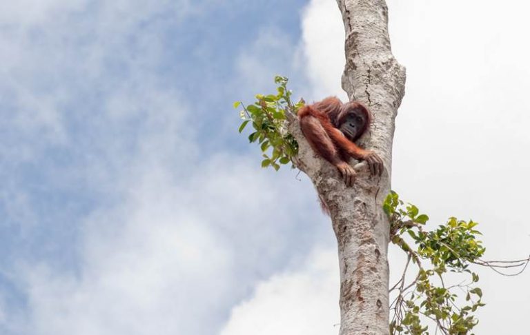 10 Essential Facts About Orangutans - Orangutan Outreach
