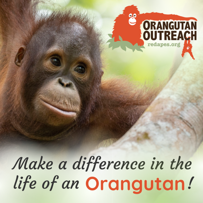 10 Essential Facts About Orangutans - Orangutan Outreach