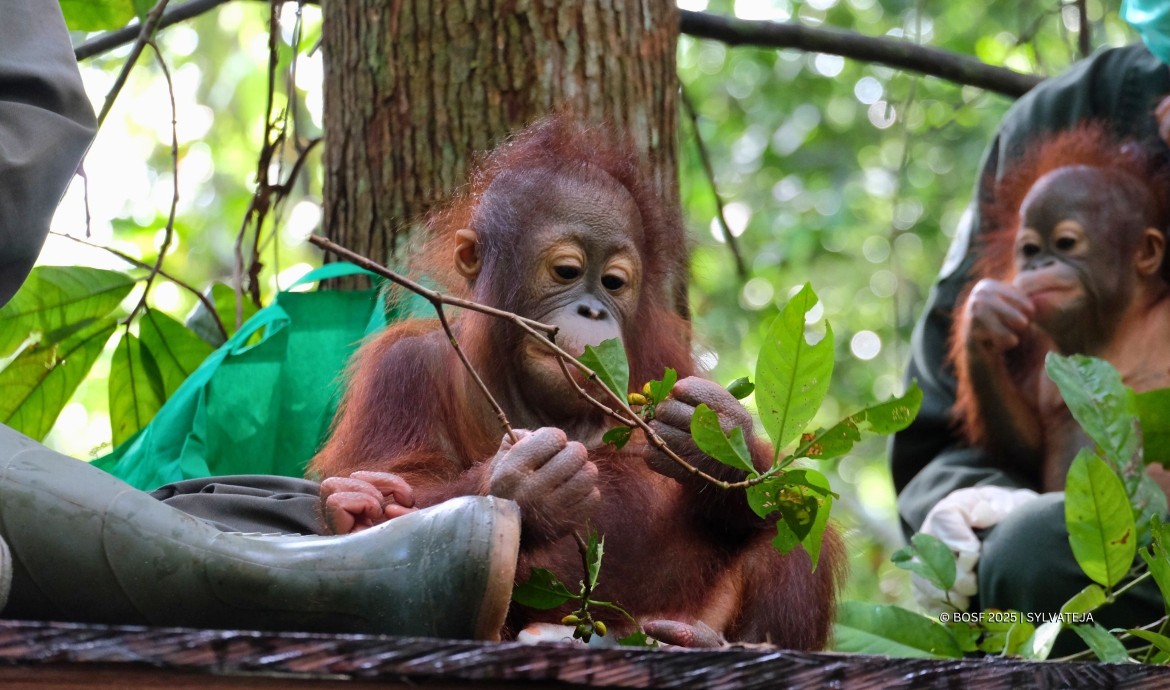 Baby Jenny Making Progress at BOS Samboja Lestari - Orangutan Outreach