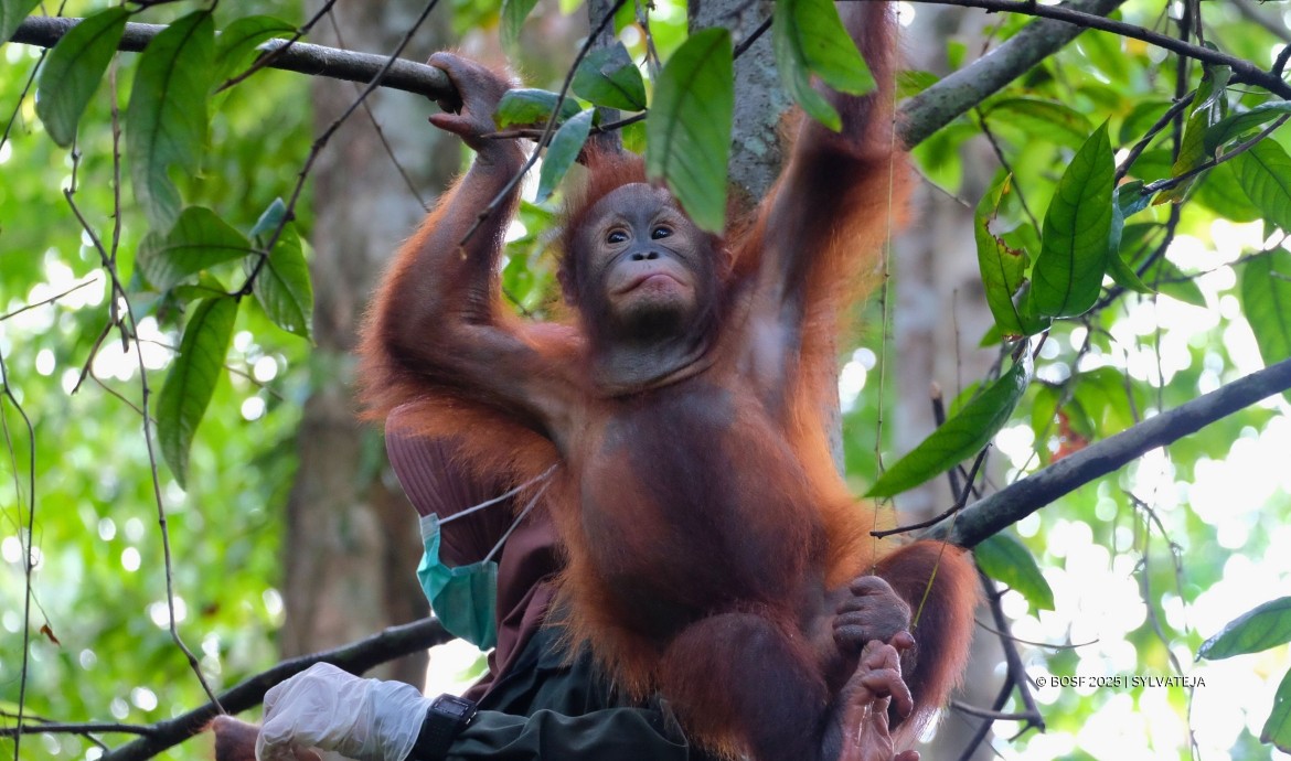 Baby Jenny Making Progress at BOS Samboja Lestari - Orangutan Outreach