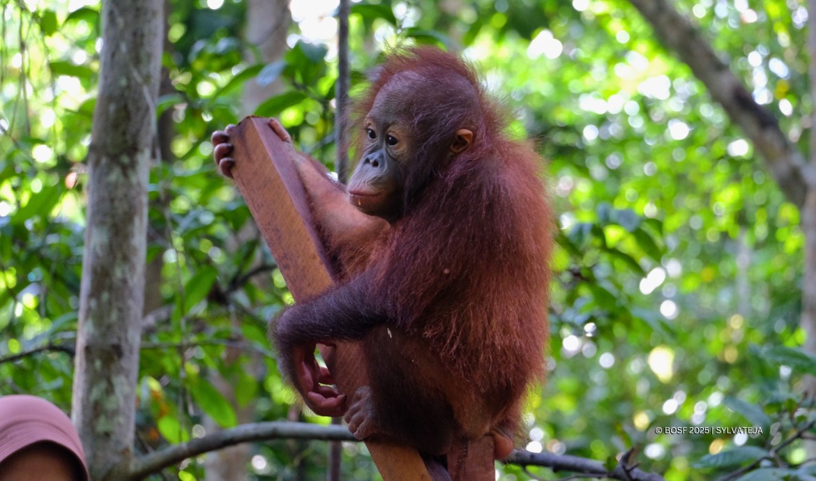 Baby Jenny Making Progress at BOS Samboja Lestari - Orangutan Outreach