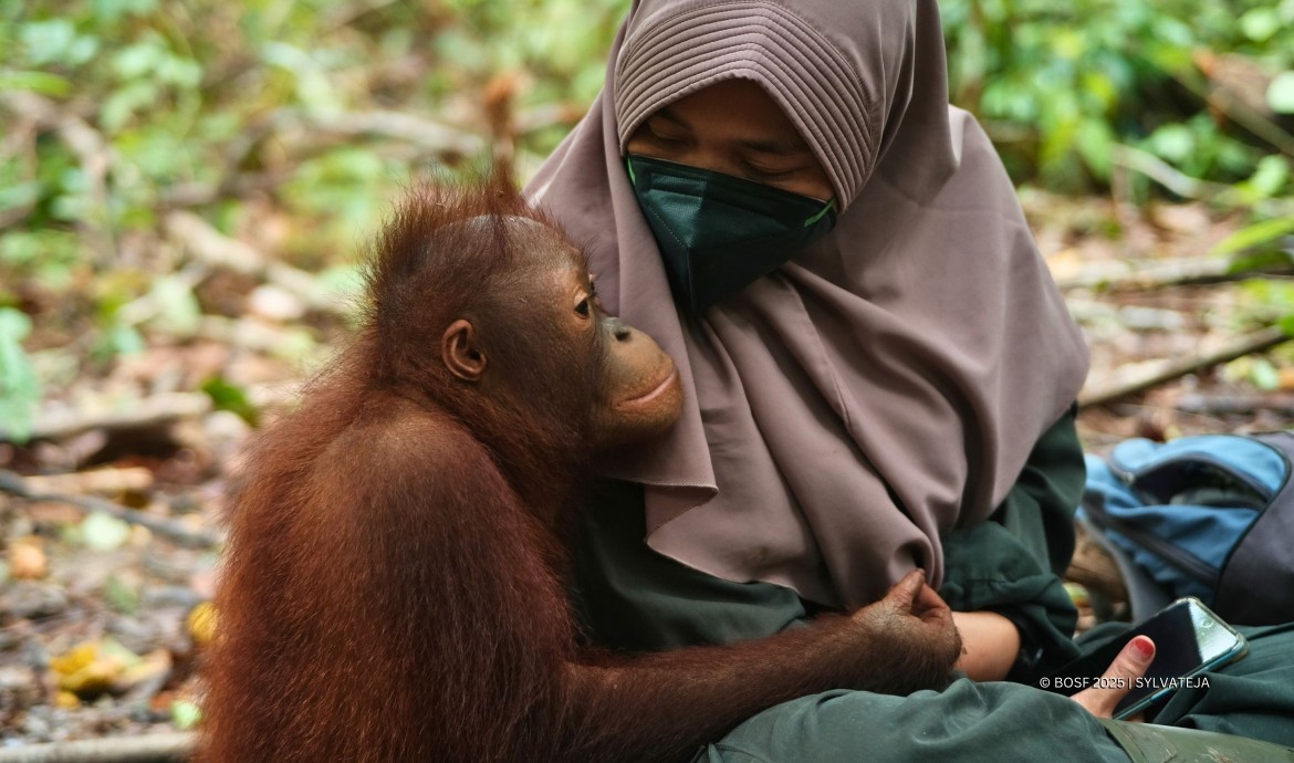 How Similar are Orangutans to Humans? - Orangutan Outreach