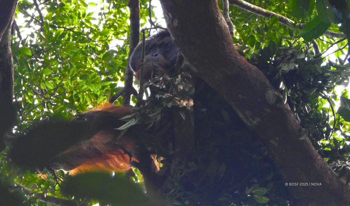 How Similar are Orangutans to Humans? - Orangutan Outreach