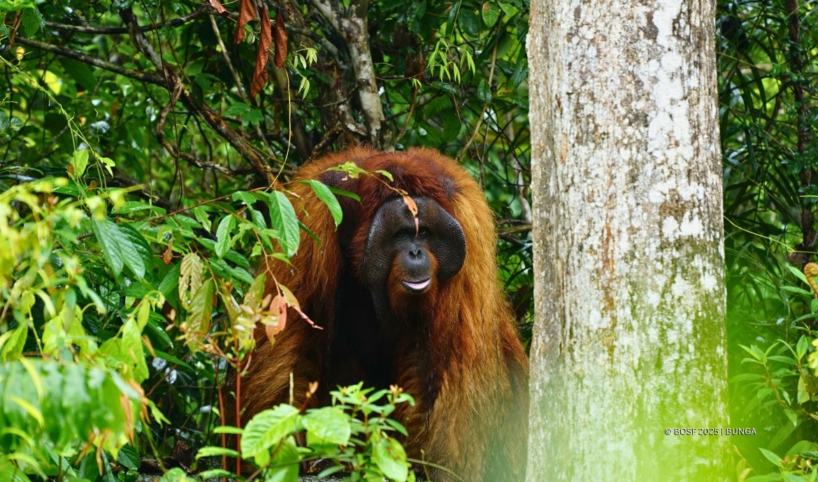 How Similar are Orangutans to Humans? - Orangutan Outreach
