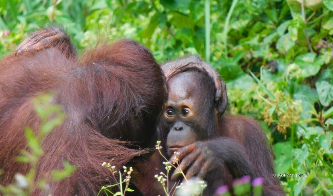 How Similar are Orangutans to Humans? - Orangutan Outreach