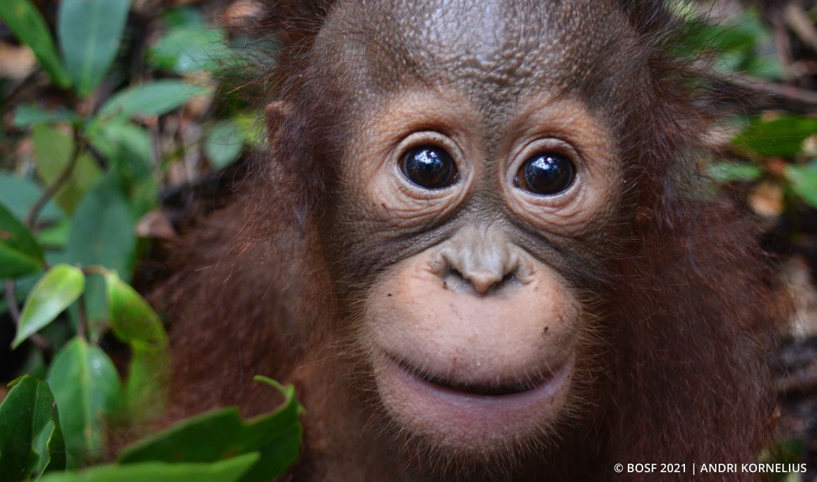 Video: 3 New Babies Join the Nursery Group at BOS Nyaru Menteng ...