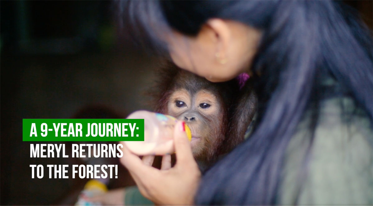 Video: Meryl's Journey Back to the Wild - Orangutan Outreach