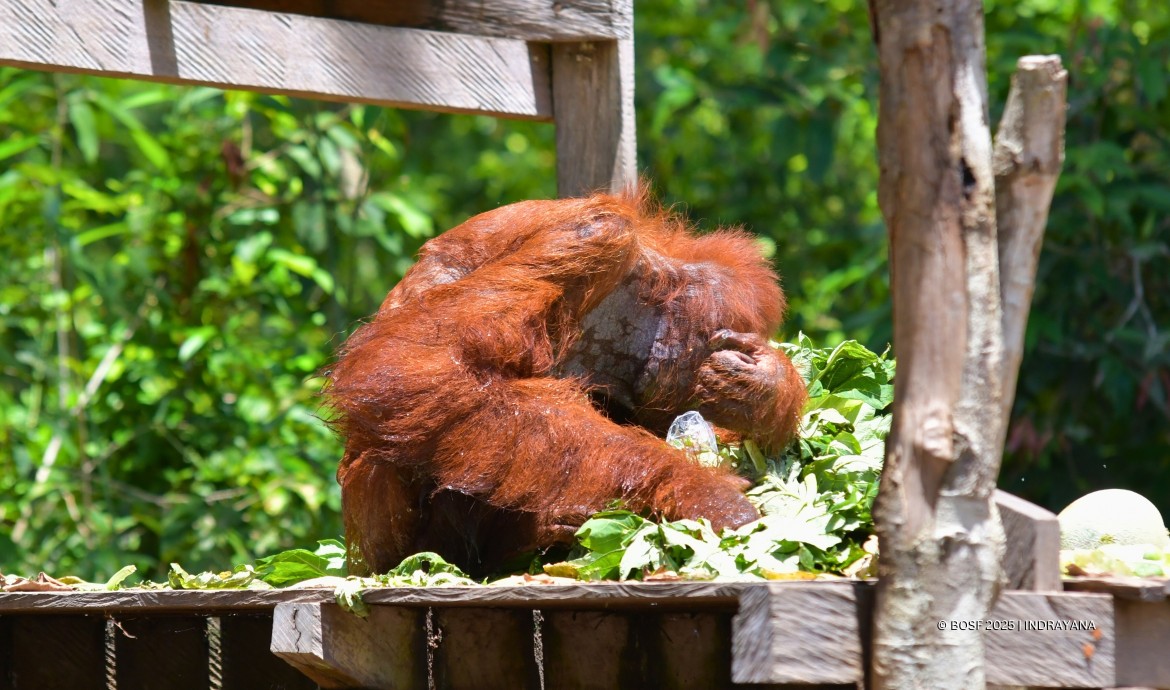 Orangutan Dermatitis - Orangutan Outreach