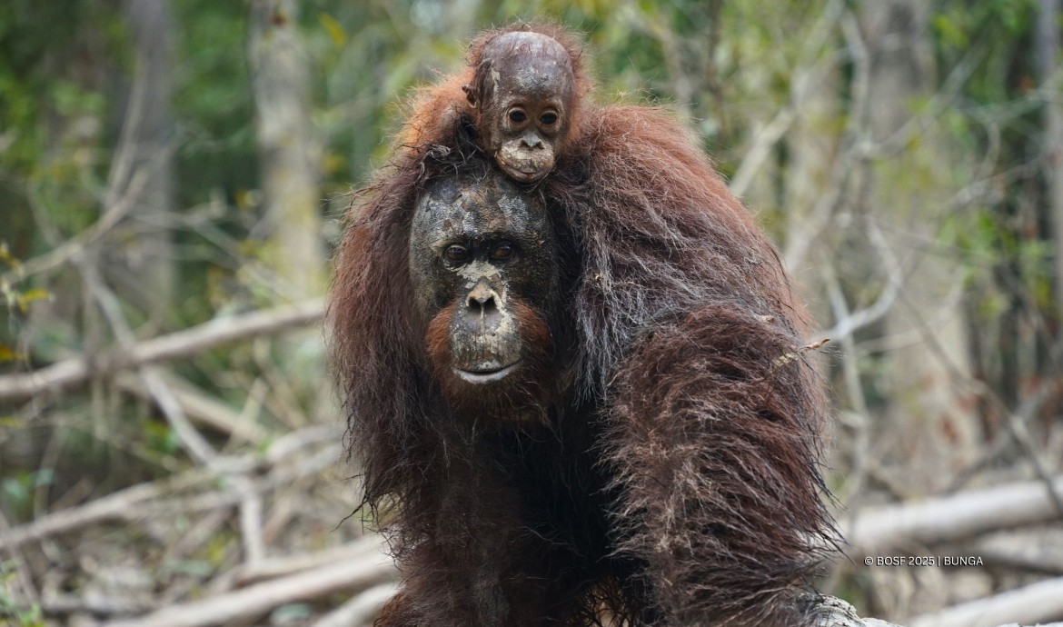 Peat Swamp Forests: A Vital Home for Wild Orangutans - Orangutan Outreach