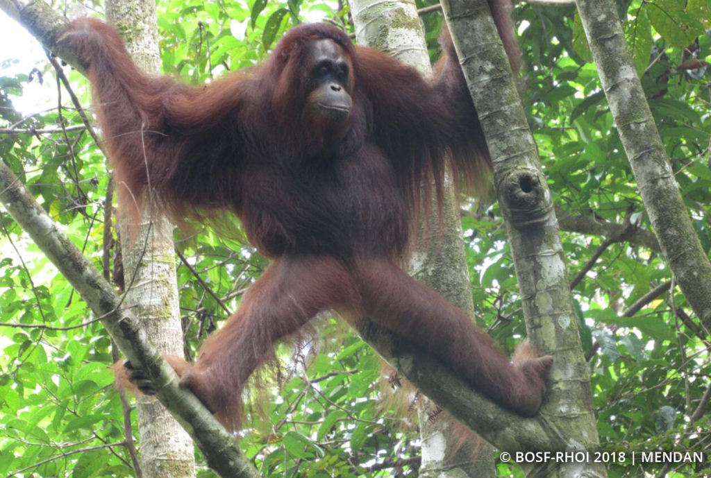 BOS Samboja: Yuniar At Home in Her New Surroundings - Orangutan Outreach
