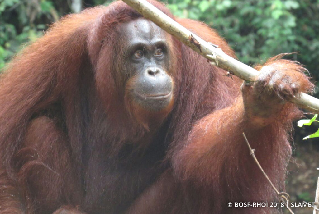 BOS Samboja: Yuniar At Home in Her New Surroundings - Orangutan Outreach