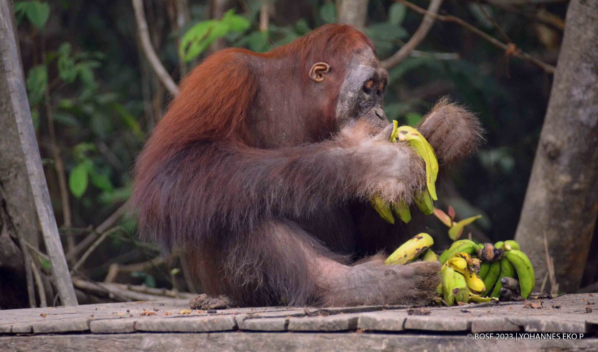 VIDEO: Beni's Remarkable Progress & Enduring Rituals - Orangutan Outreach