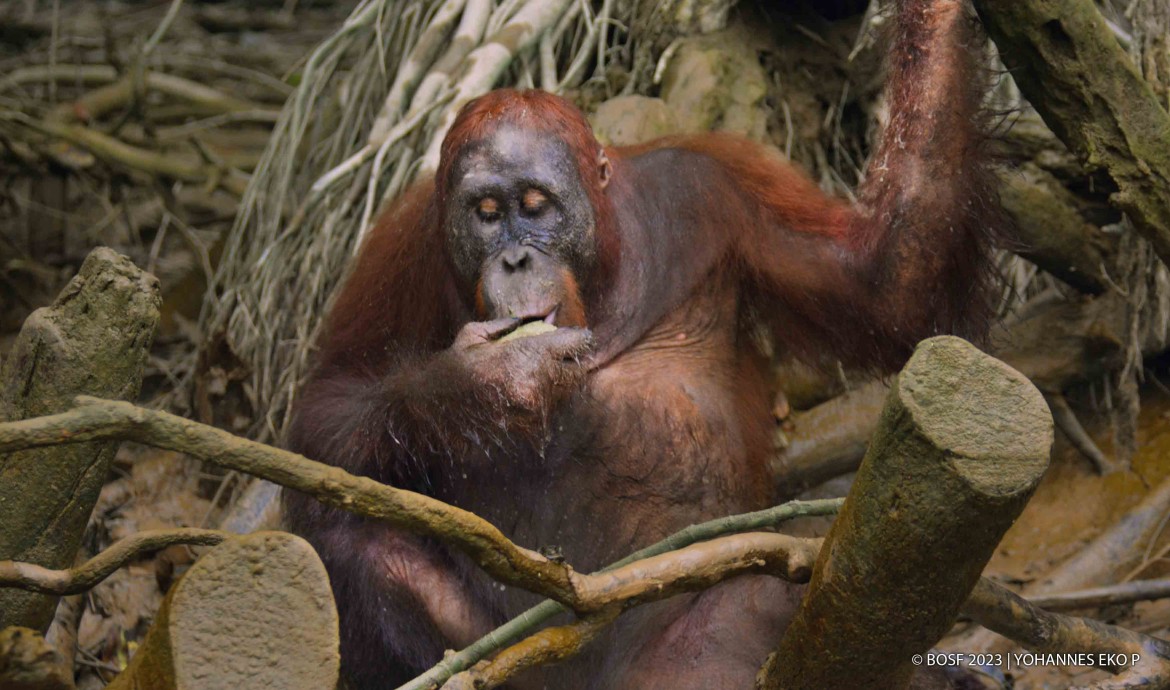 VIDEO: Beni's Remarkable Progress & Enduring Rituals - Orangutan Outreach