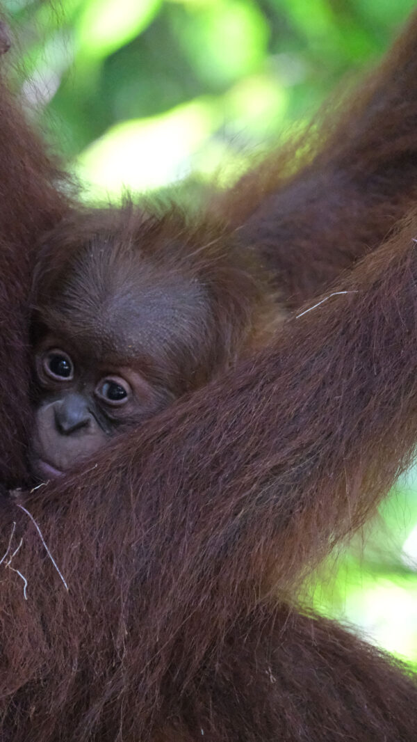 Sumatran Orangutan Born in the Wild! - Orangutan Outreach